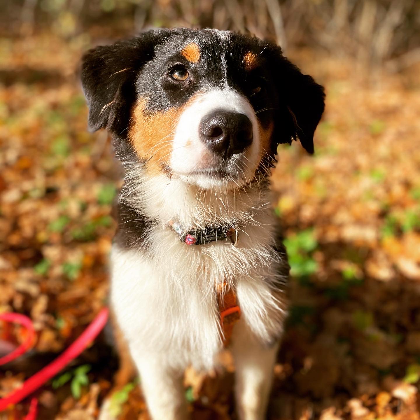 Neu: Dogsfidel Welpenspaziergänge – Dogsfidel Hundebetreuung Nürnberg